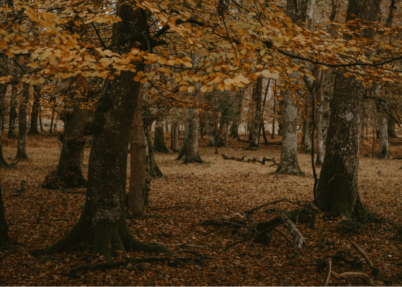 Autumn Scents: Home Fragrances to Create a Haven of Warmth & Comfort ...